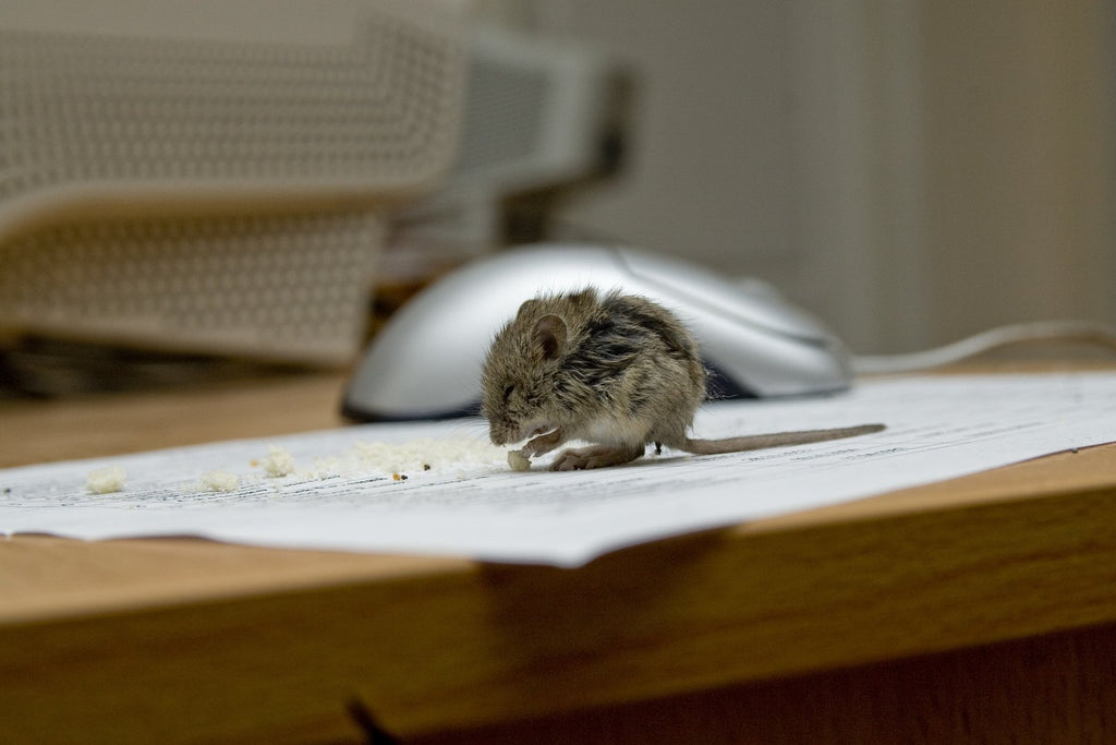 How To Make Your Mouse Left Handed | Super Easy — Lefties Rock